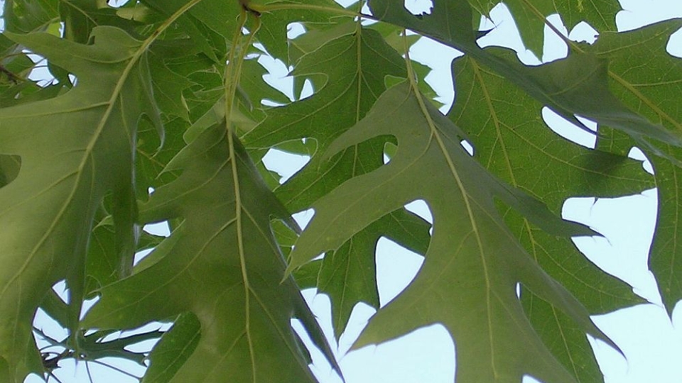 Alert list of non-native plant species | Triglav National Park