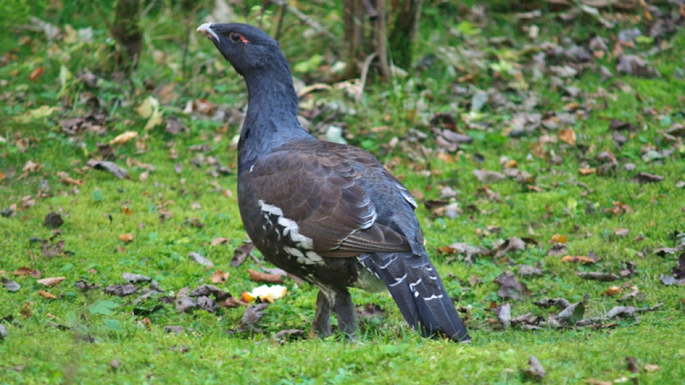 Živalstvo | Triglavski narodni park