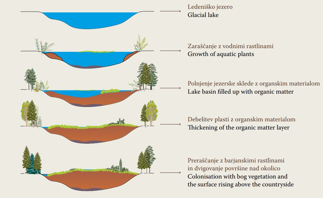 Goreljek Peat Bog Educational Trail | Triglav National Park