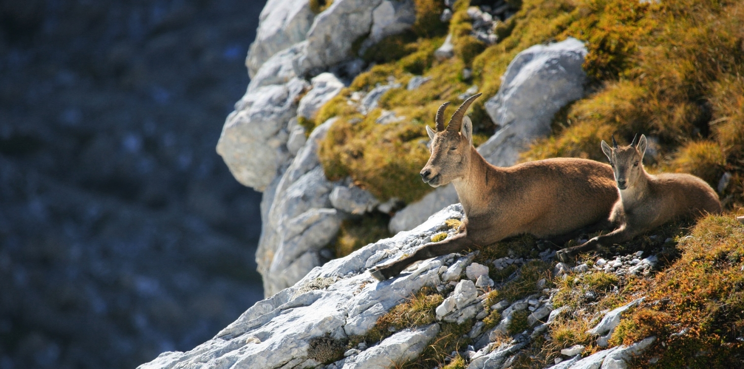 Živalstvo | Triglavski narodni park