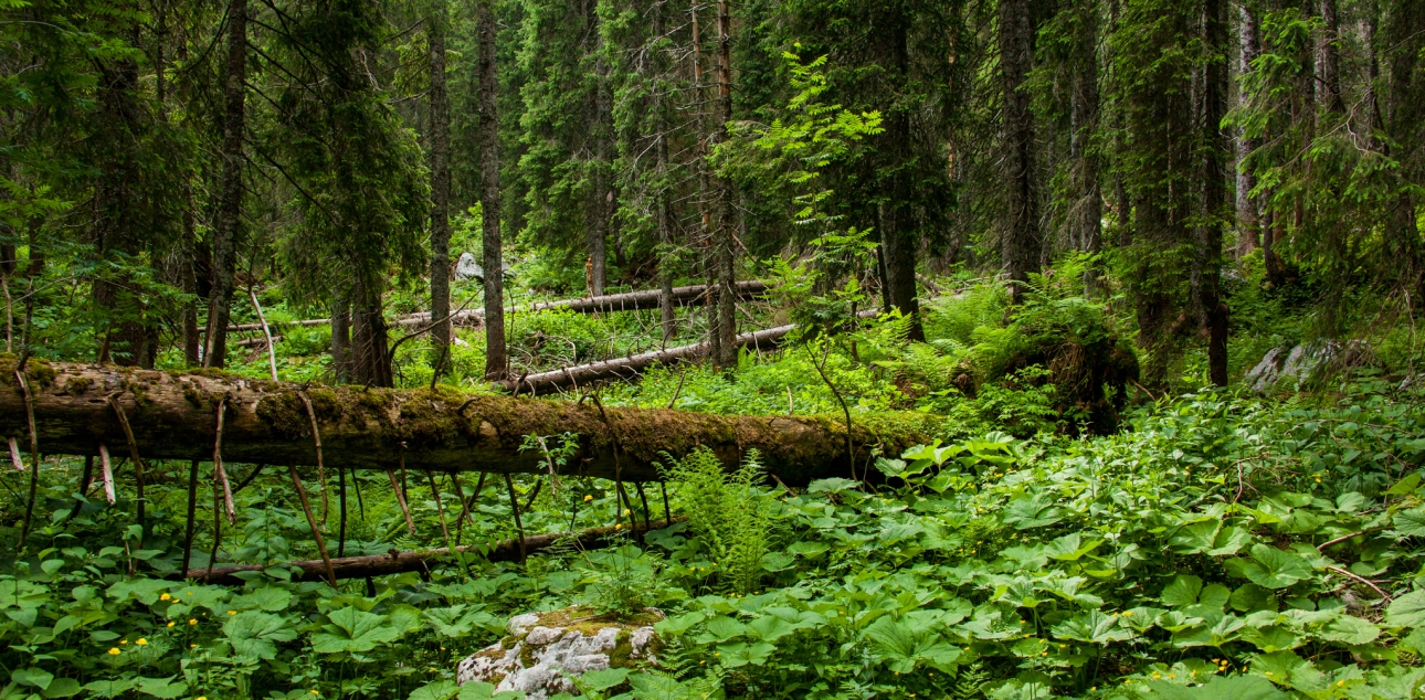 Ekosistemi | Triglavski narodni park